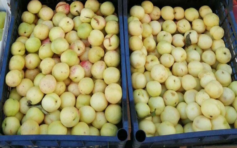 Il frutto più iconico della Sicilia: le pesche Sbergie o Smergie ...